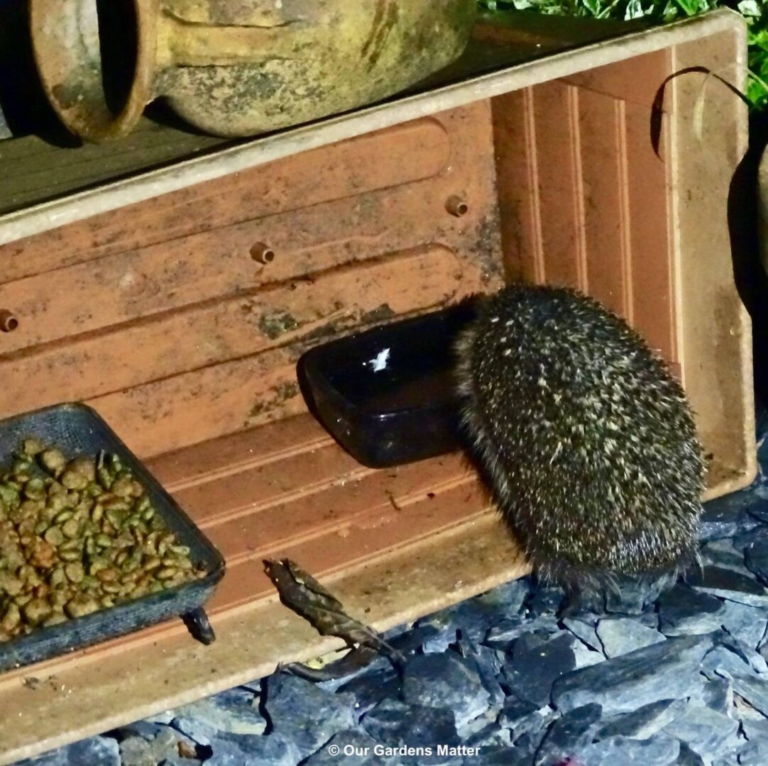 Helping hedgehogs - Our Gardens Matter