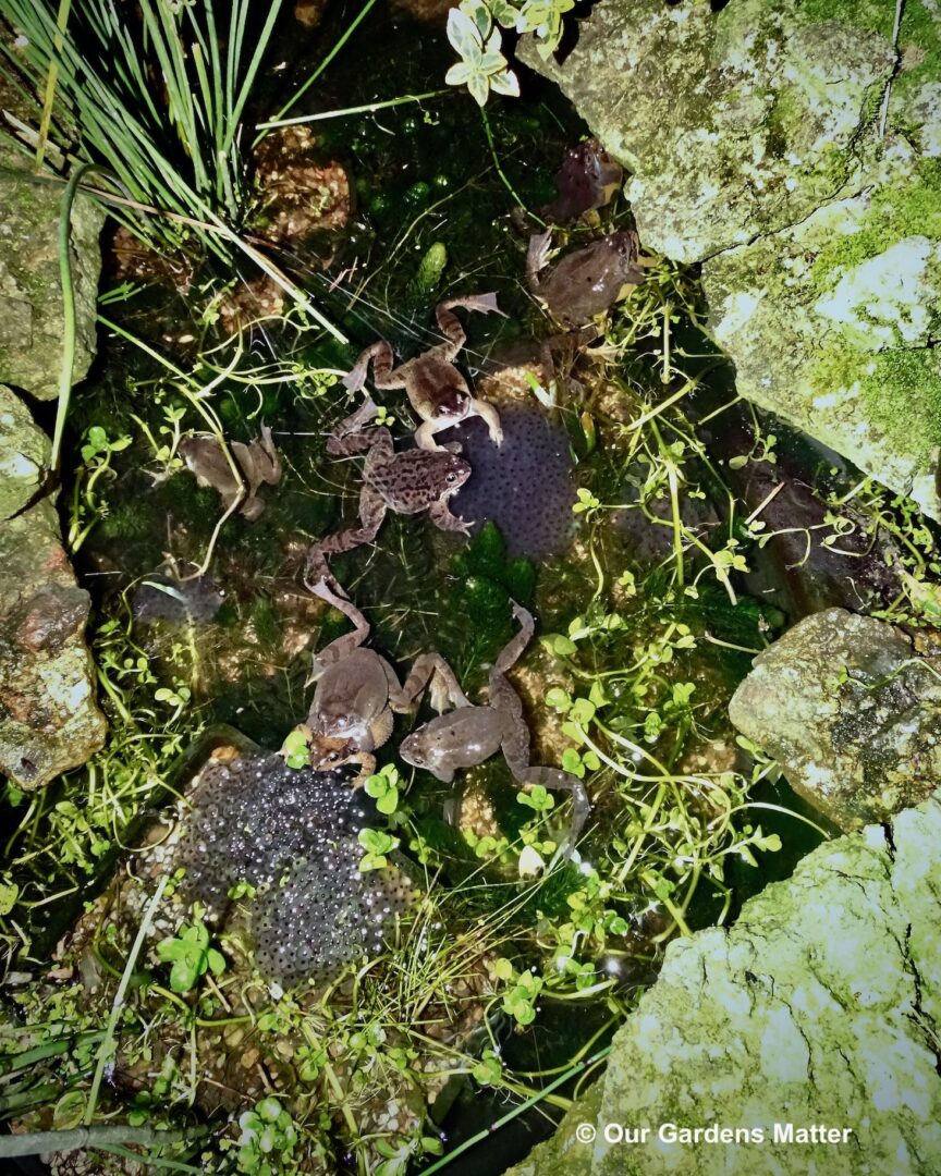 Common frog conservation project - Our Gardens Matter