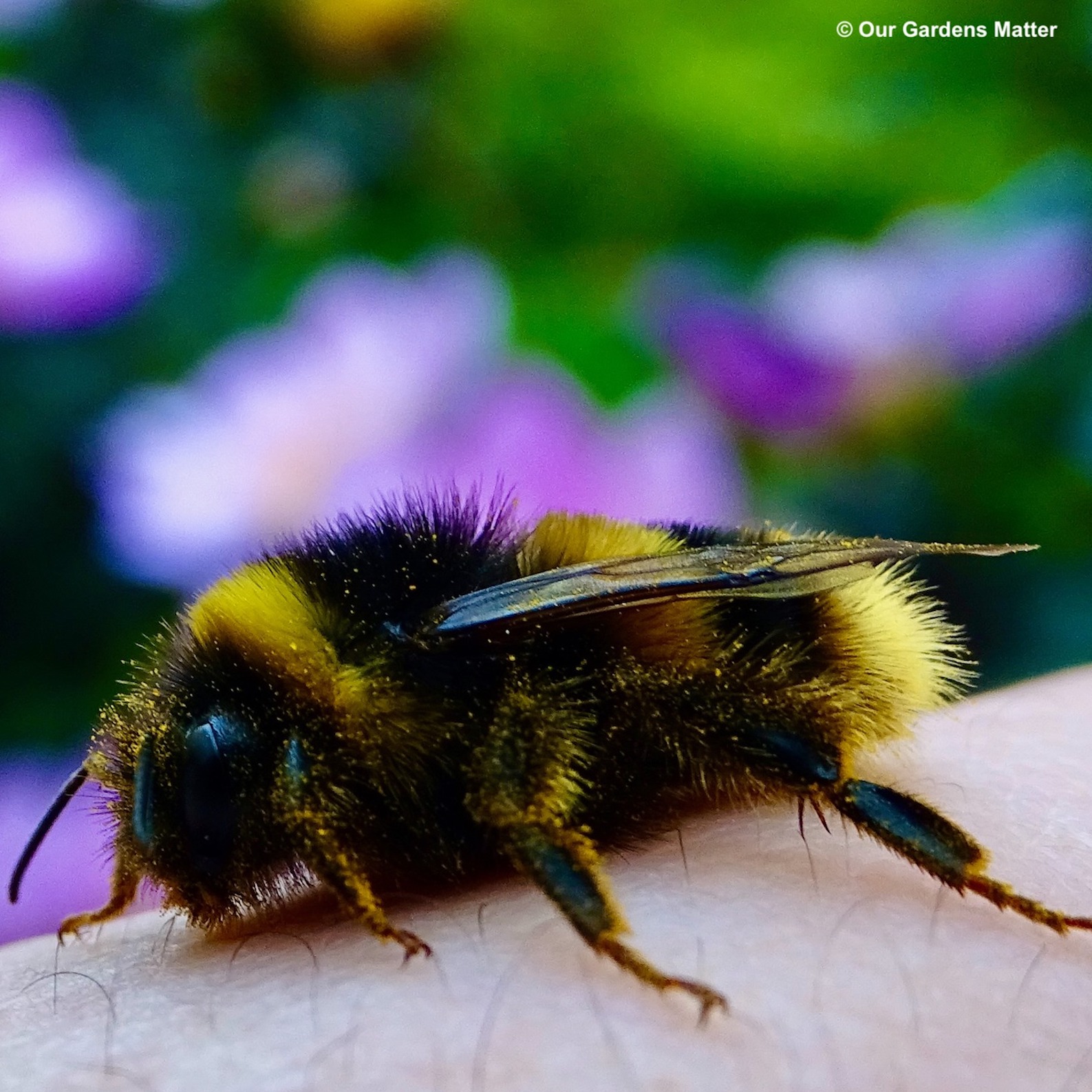 Sugar water for bees - Really? - Our Gardens Matter