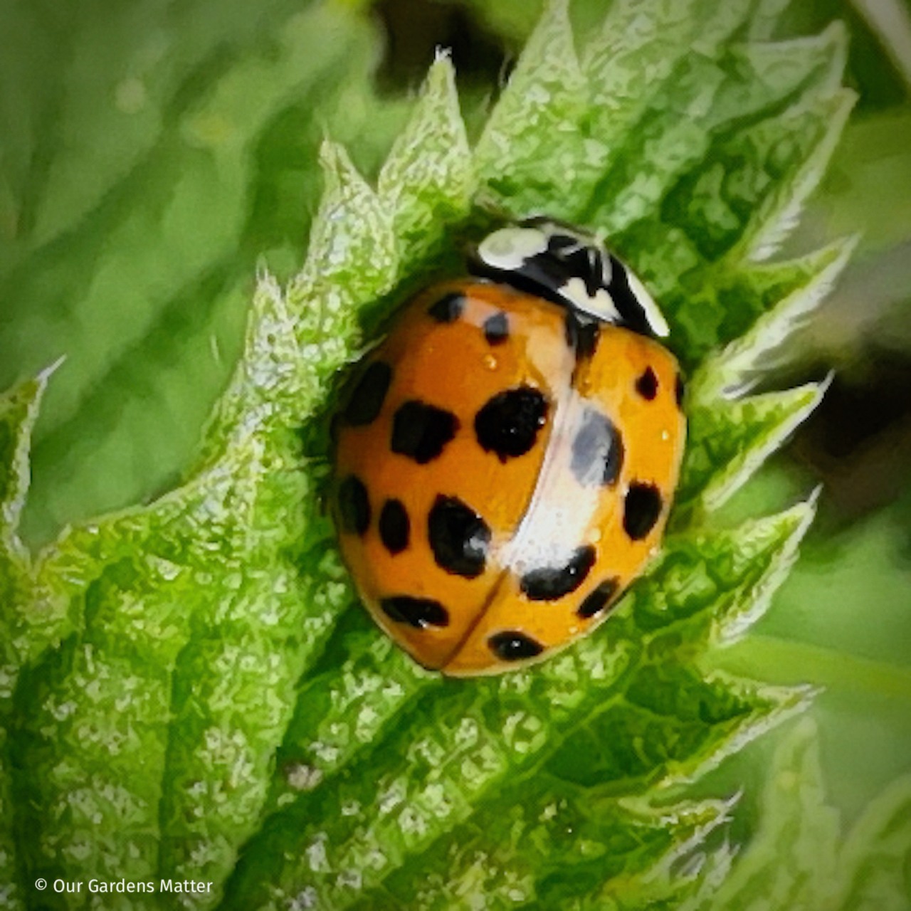 Harlequin ladybird - Our Gardens Matter