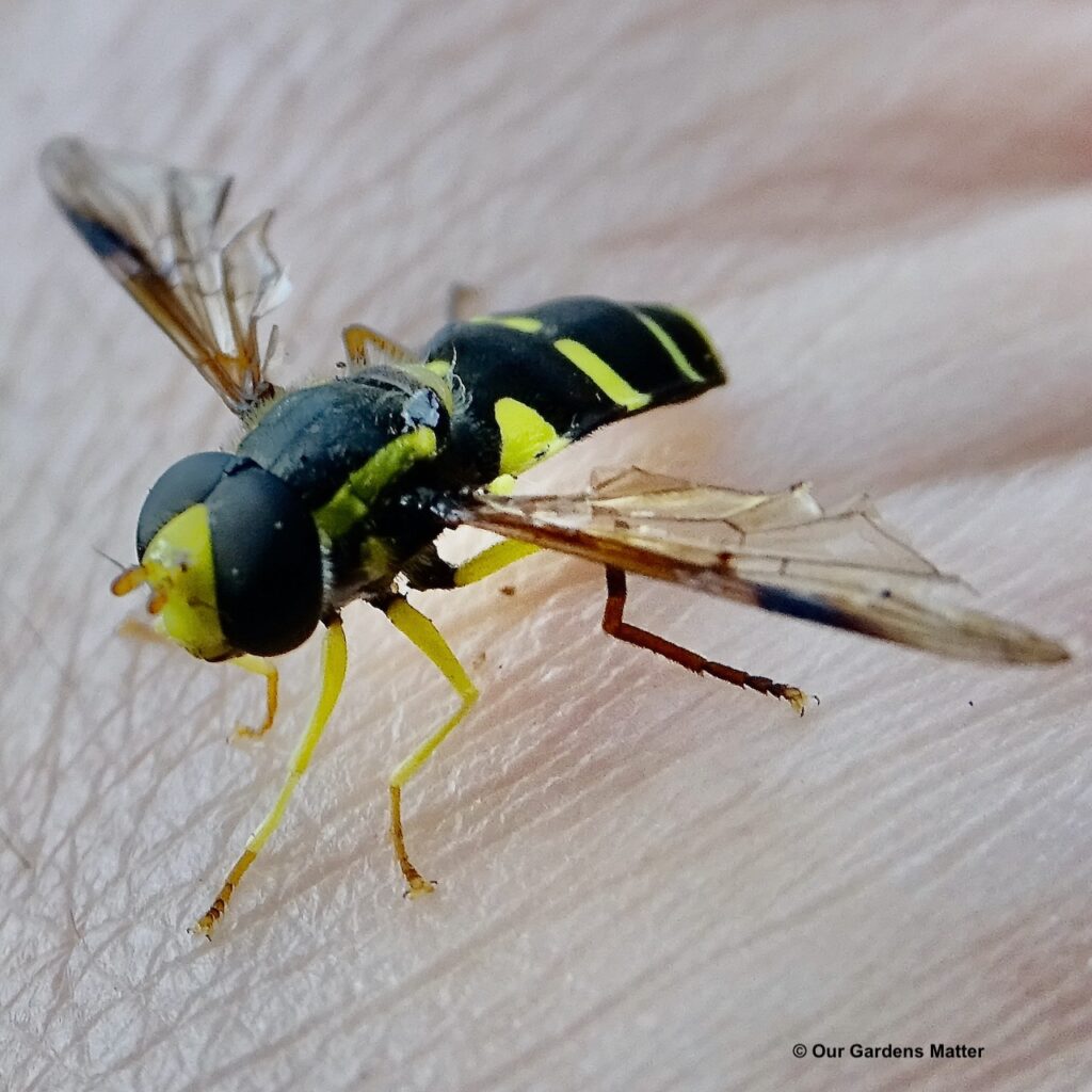 Philhelius pedissequus - Our Gardens Matter