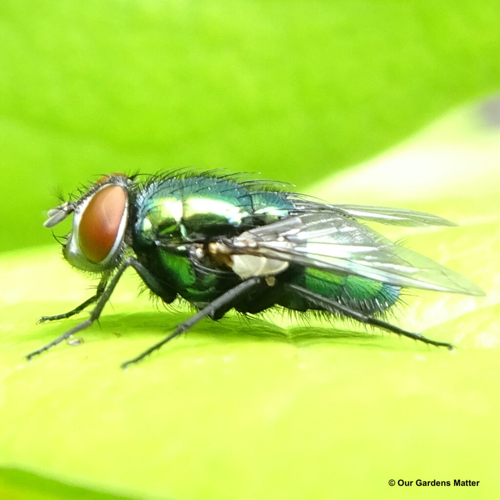 Common green bottle fly - Our Gardens Matter