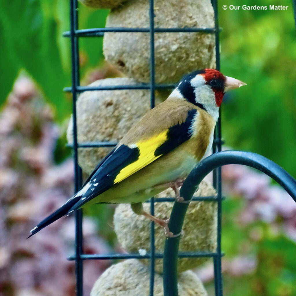 Goldfinch - Our Gardens Matter