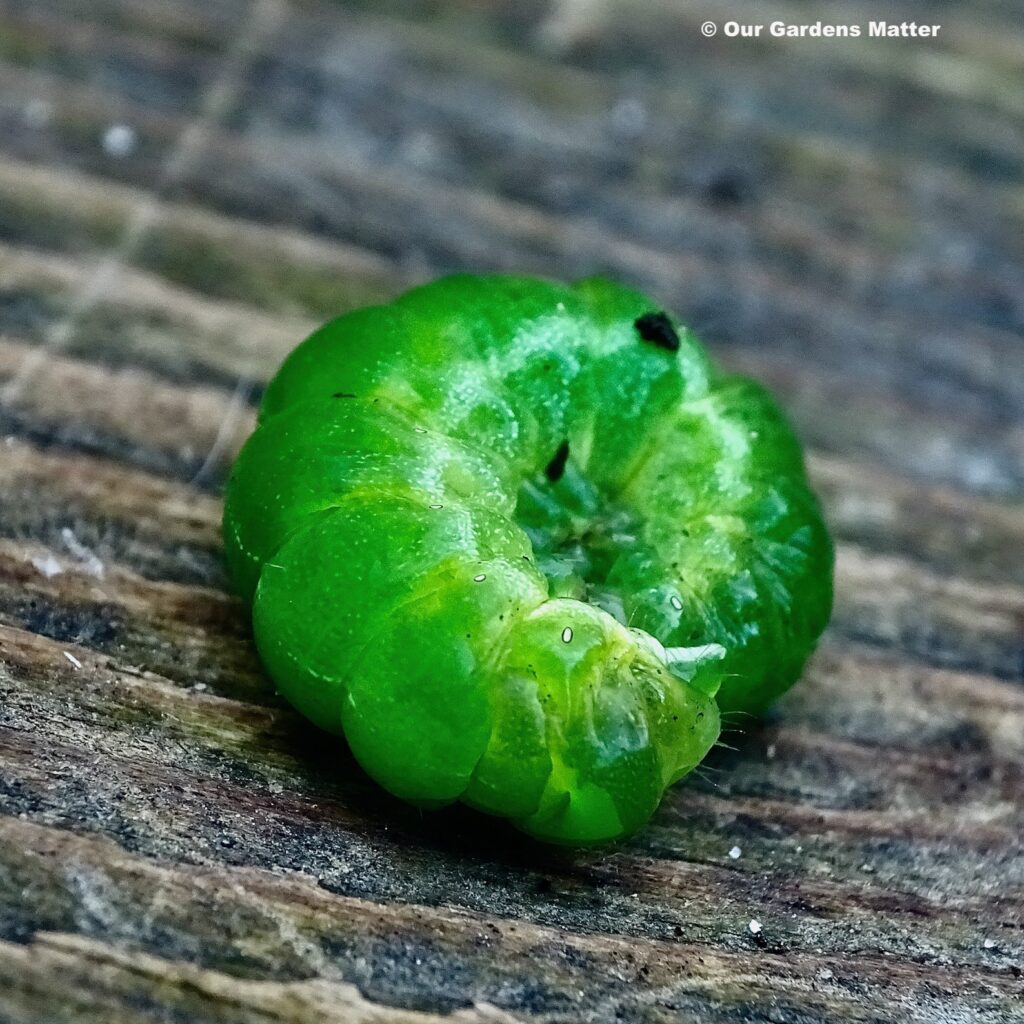 Angel shades moth caterpillar - Our Gardens Matter