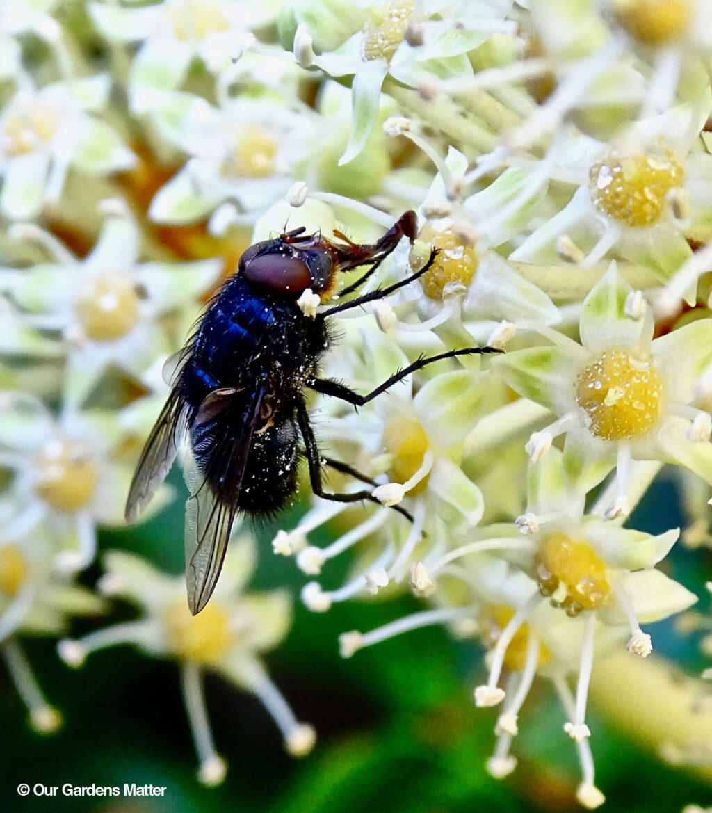 Blue bottle fly - Our Gardens Matter