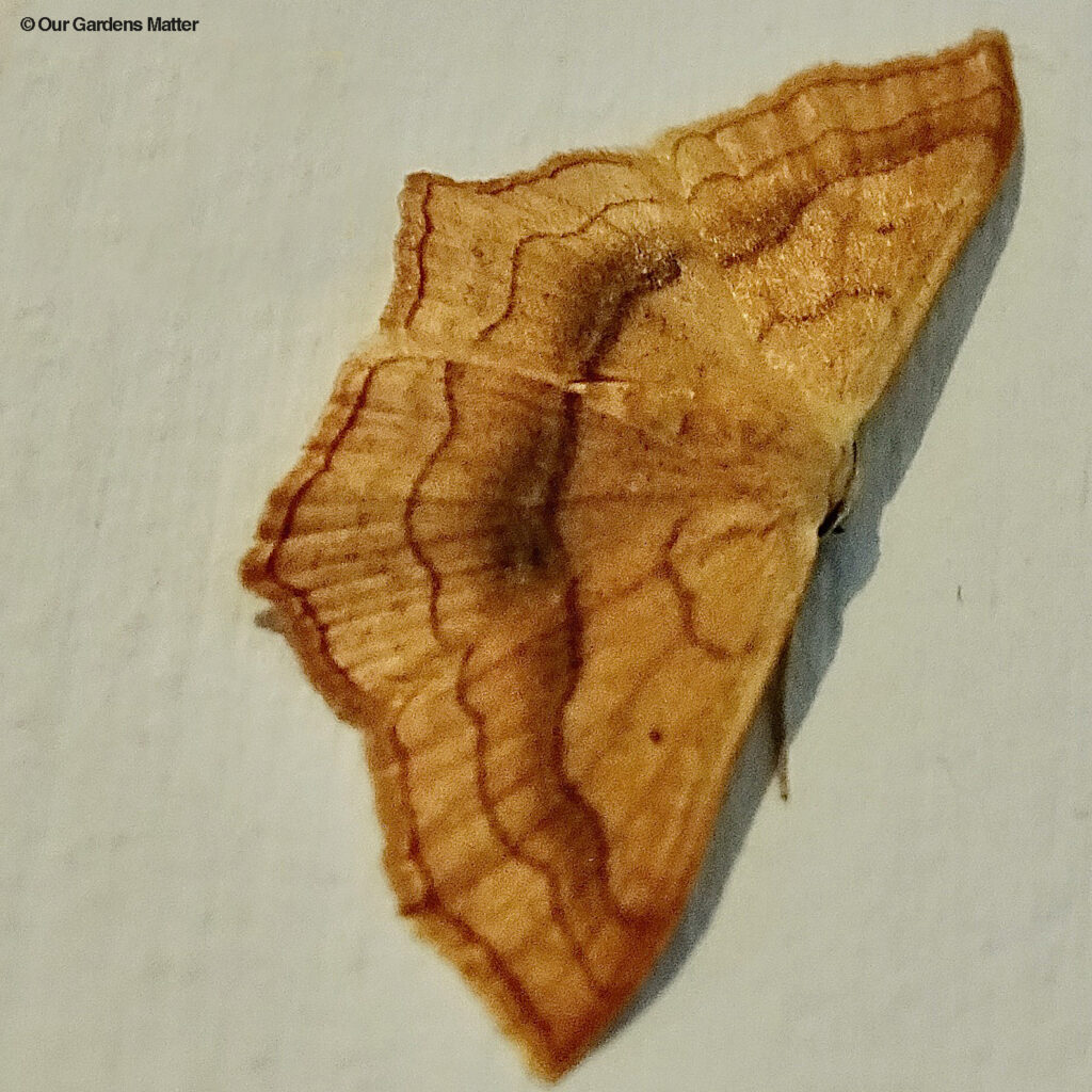 Small blood-vein moth - Our Gardens Matter