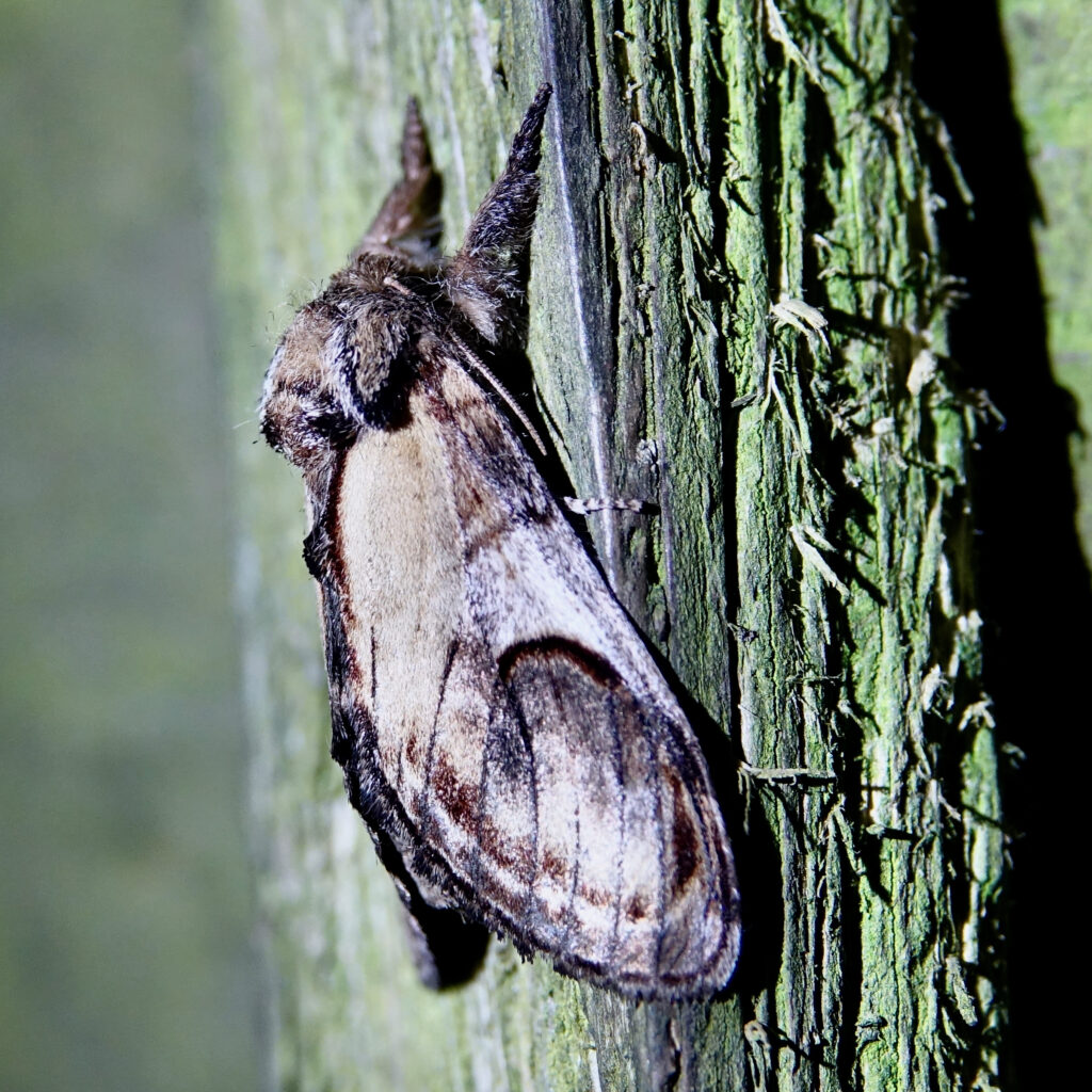 Caring for and releasing a Pebble Prominent moth - Our Gardens Matter